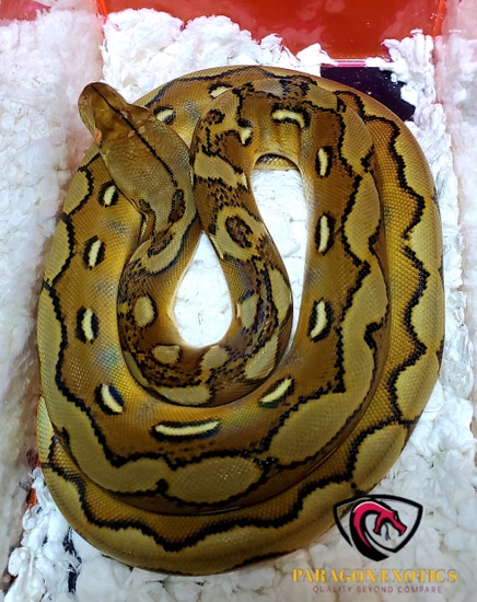 Sunfire HOGS Reticulated Python by Paragon Exotics
