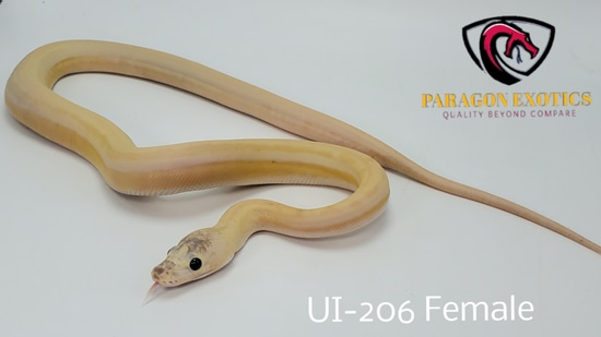 FREE SHIPPING Ultra Ivory Pos SSPM Reticulated Python by Paragon Exotics