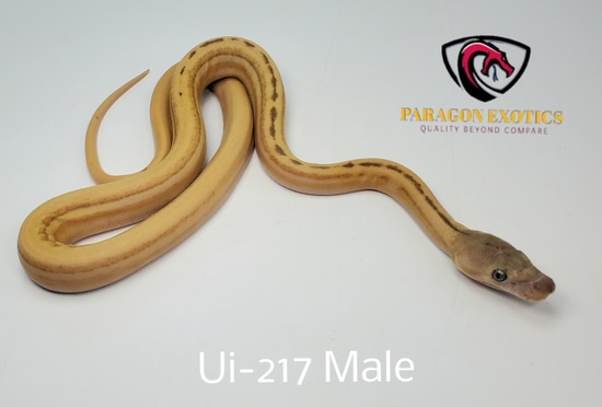 FREE SHIPPING Ultra Ivory Pos SSPM Reticulated Python by Paragon Exotics