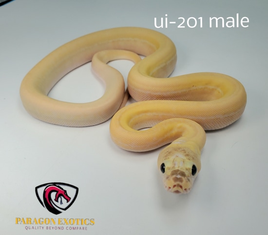 FREE SHIPPING Ultra Ivory Pos SSPM. NICE Reticulated Python by Paragon ...