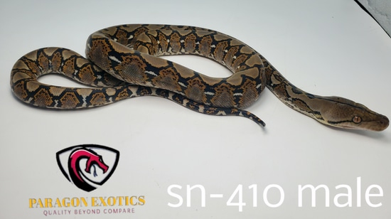 Normal 100% Het Pied 100% Het Albino Reticulated Python by Paragon Exotics