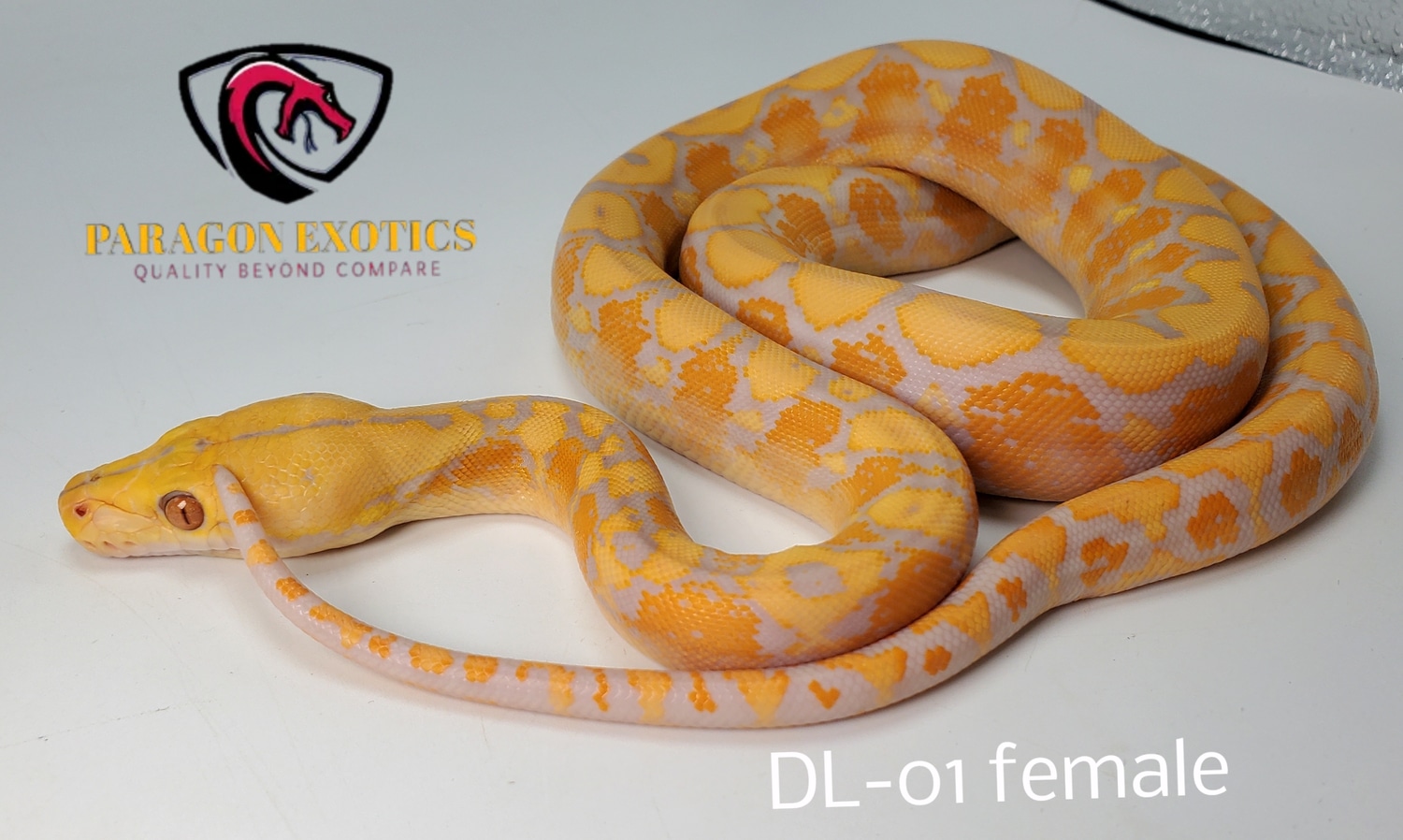 FREE SHIPPING Lavender 100% Het Pied Reticulated Python by Paragon ...
