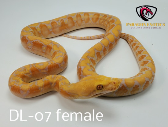 FREE SHIPPING Lavender Reticulated Python by Paragon Exotics