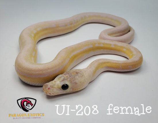 FREE SHIPPING Ultra Ivory Pos SSPM Reticulated Python by Paragon Exotics
