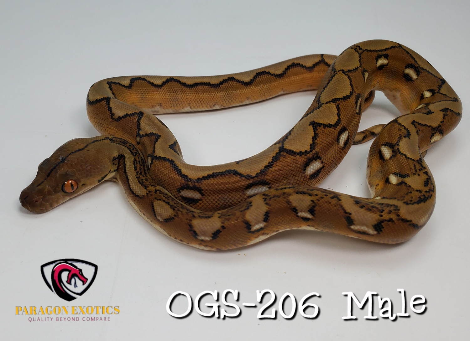 FREE SHIPPING Sunfire HOGS. NICE Reticulated Python by Paragon Exotics ...