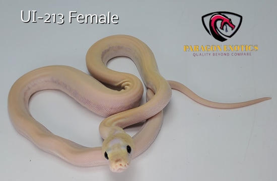 Free Shipping Ultra Ivory Pos Sspm Reticulated Python by Paragon Exotics