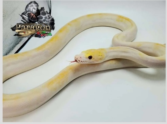 Lavender Albino Pied Beautiful Reticulated Python by Paragon Exotics