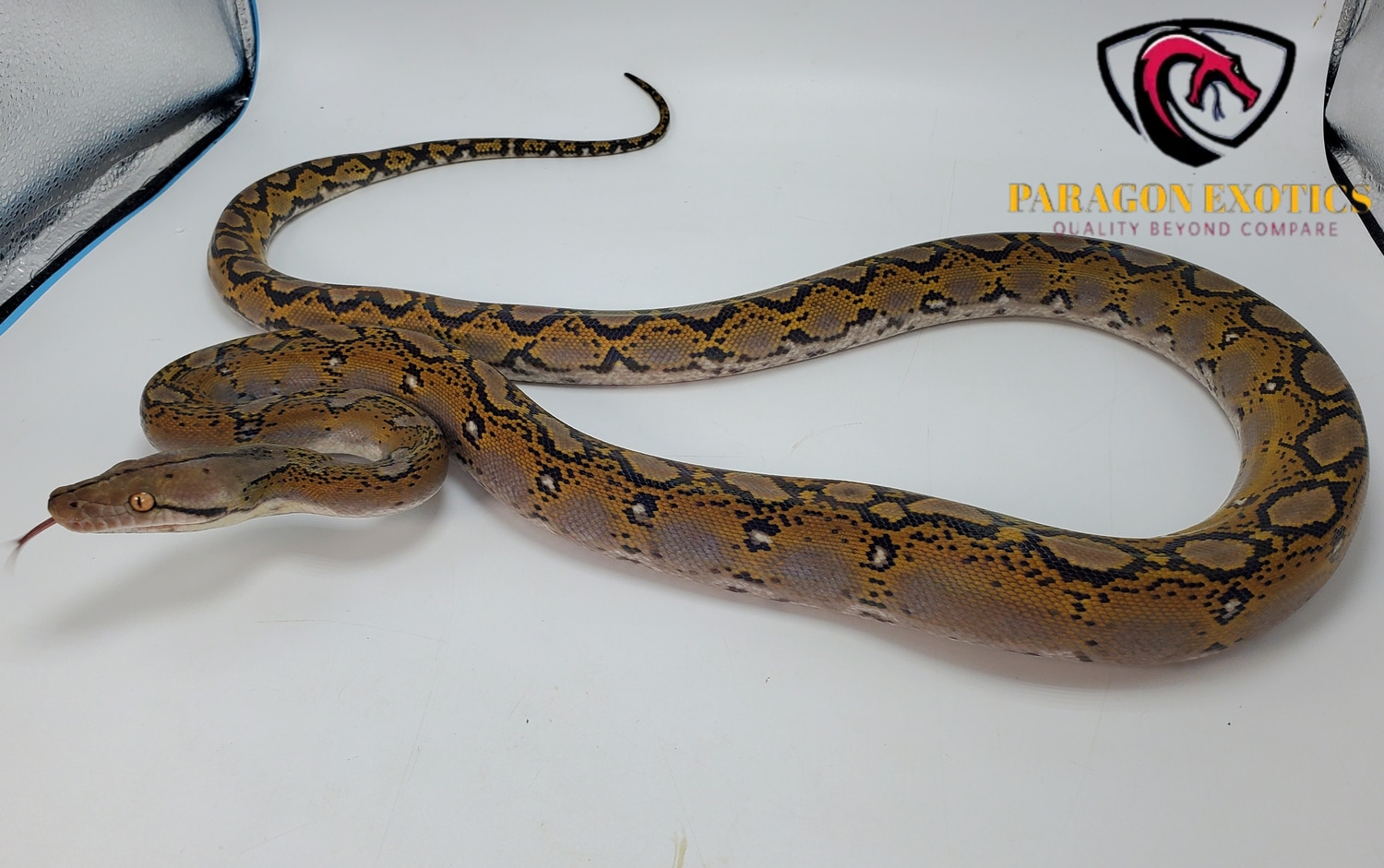 HOGS Reticulated Python by Paragon Exotics - MorphMarket