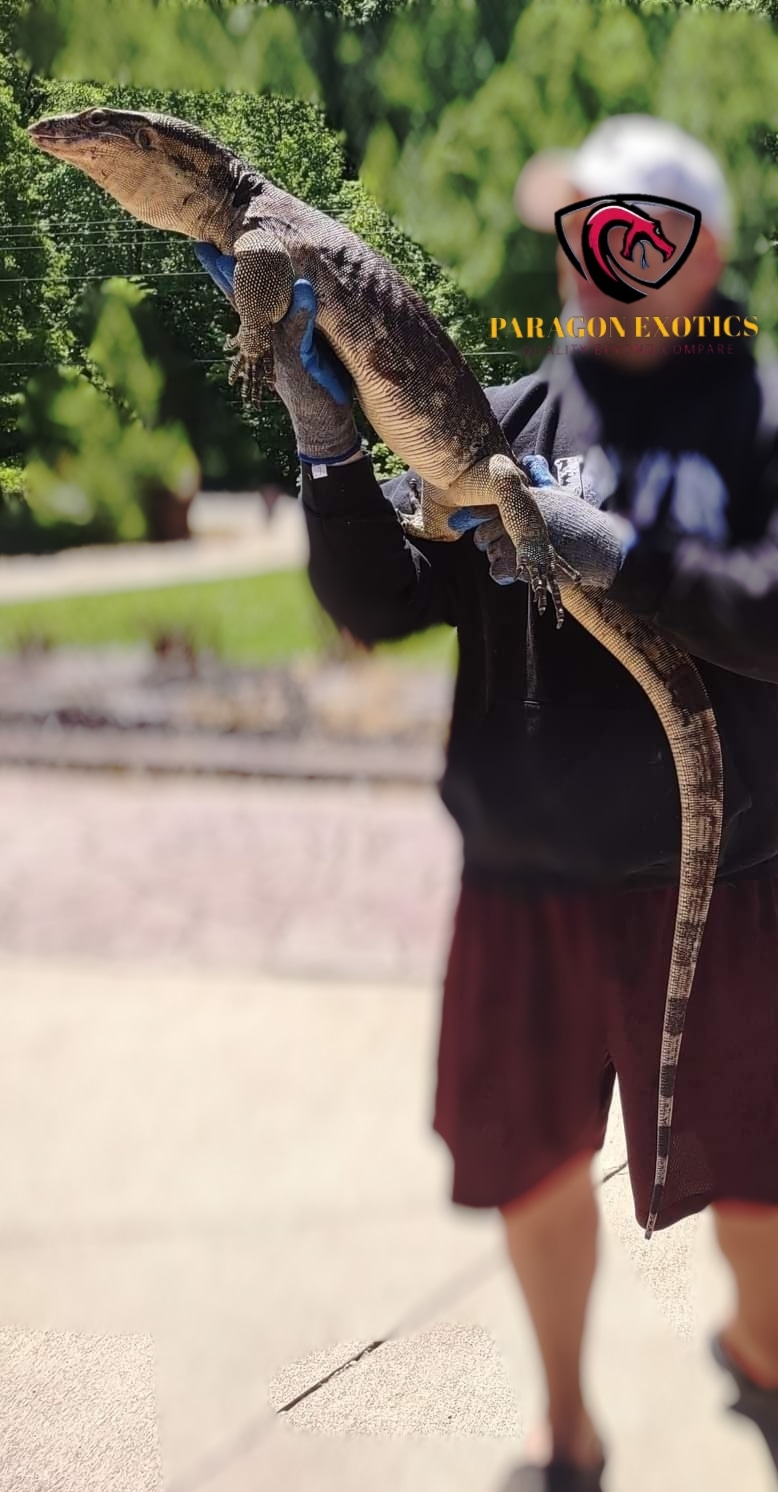 CBB 100% Het Sulfur Asian Adult Male Water Monitor by Paragon Exotics ...