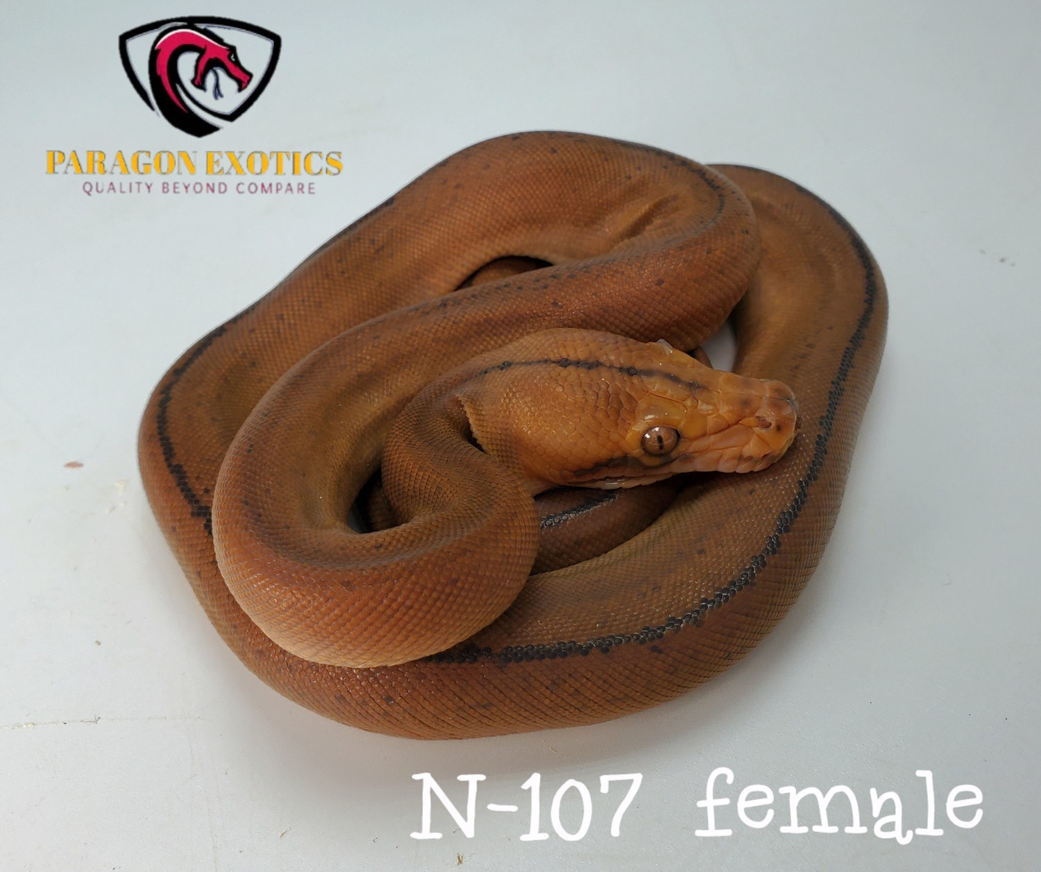 FREE SHIPPING Mocha GoldenChild Tiger Reticulated Python by Paragon ...