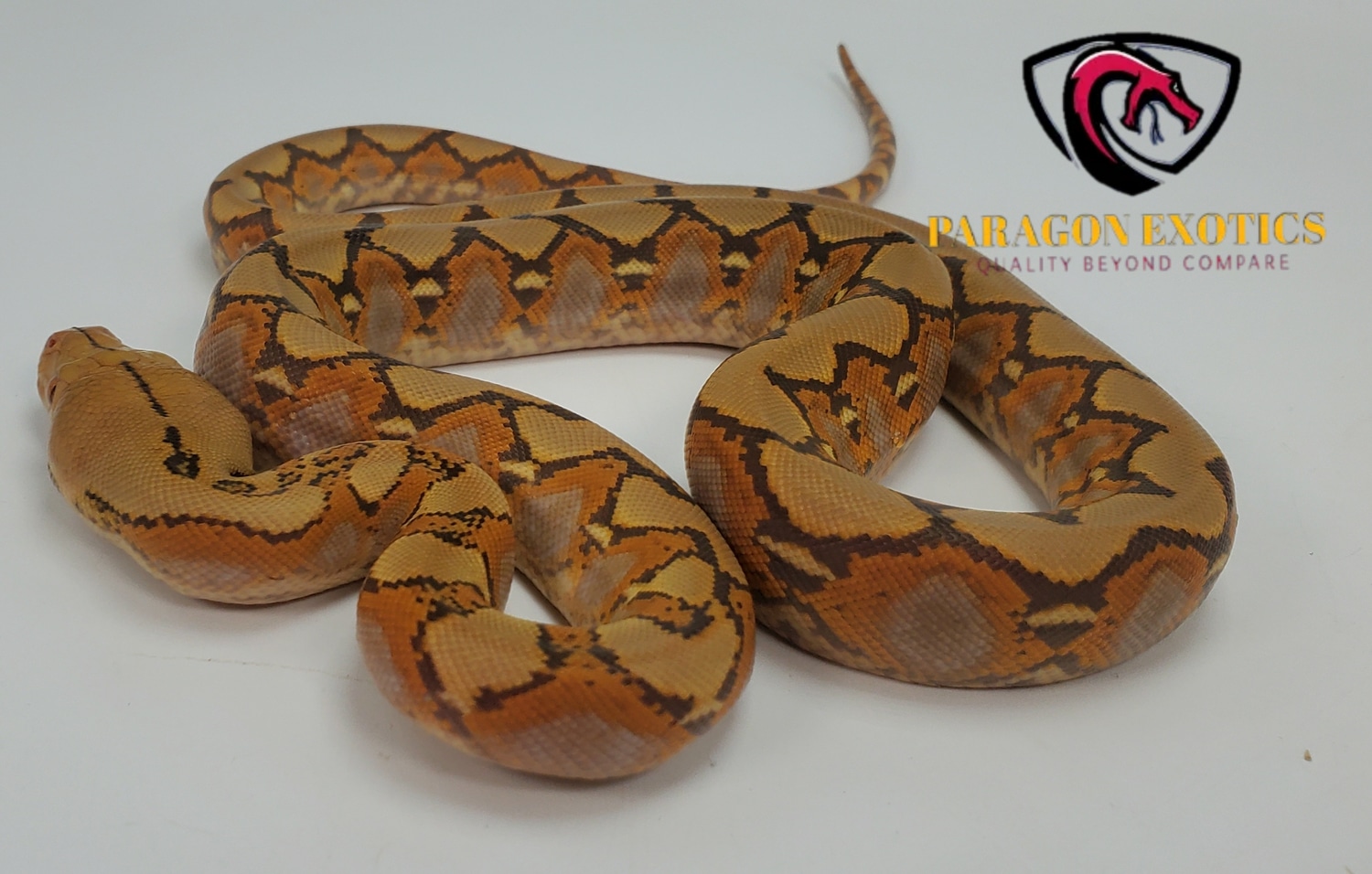 FREE SHIPPING Mocha BEAUTIFUL Reticulated Python by Paragon Exotics ...