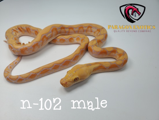 FREE SHIPPING Lavender Reticulated Python by Paragon Exotics