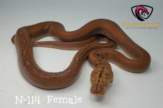Free Shipping...mocha Gc Tiger ...wowww Reticulated Python by Paragon ...