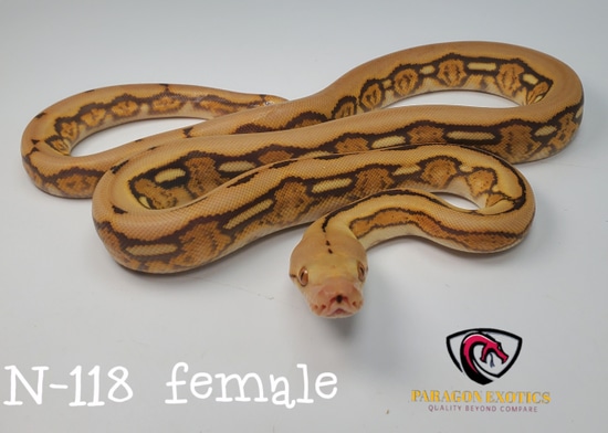 FREE SHIPPING Mochino Tiger NICE Reticulated Python by Paragon Exotics