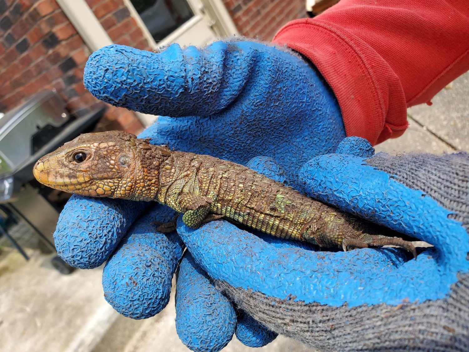 Juv. Caiman Lizard Pos Female More Lizard by Paragon Exotics - MorphMarket