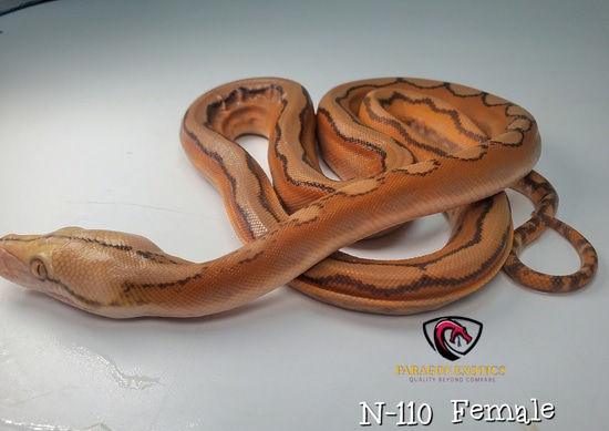 Mocha Motley Sun AMAZING Reticulated Python by Paragon Exotics