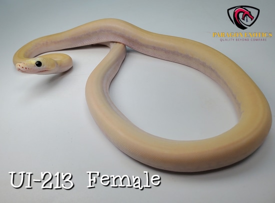FREE SHIPPING Ultra Ivory Pos Albino Pos SSPM Reticulated Python by ...