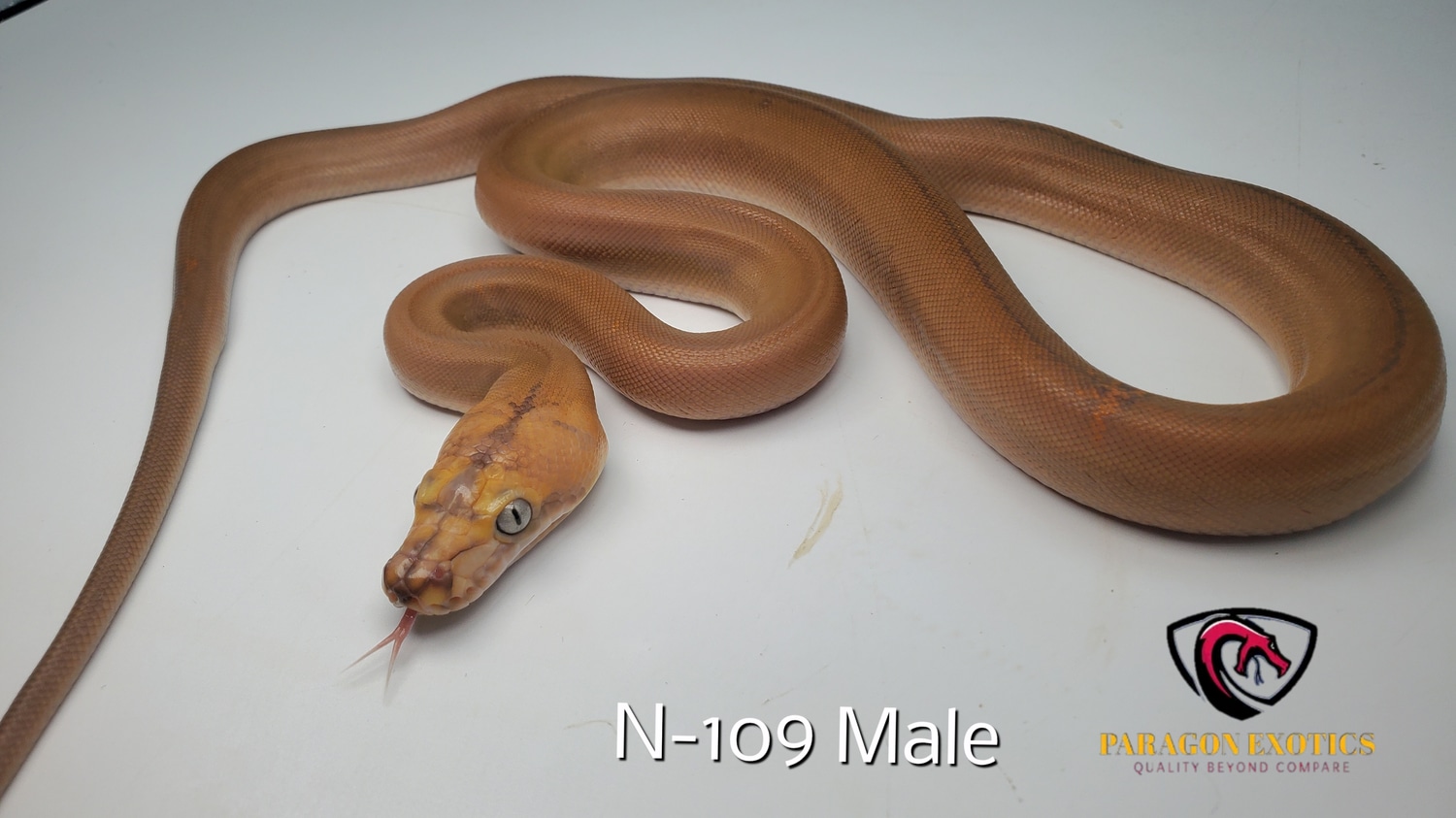 Mocha Motley Platty. GC Paradox Reticulated Python by Paragon Exotics ...