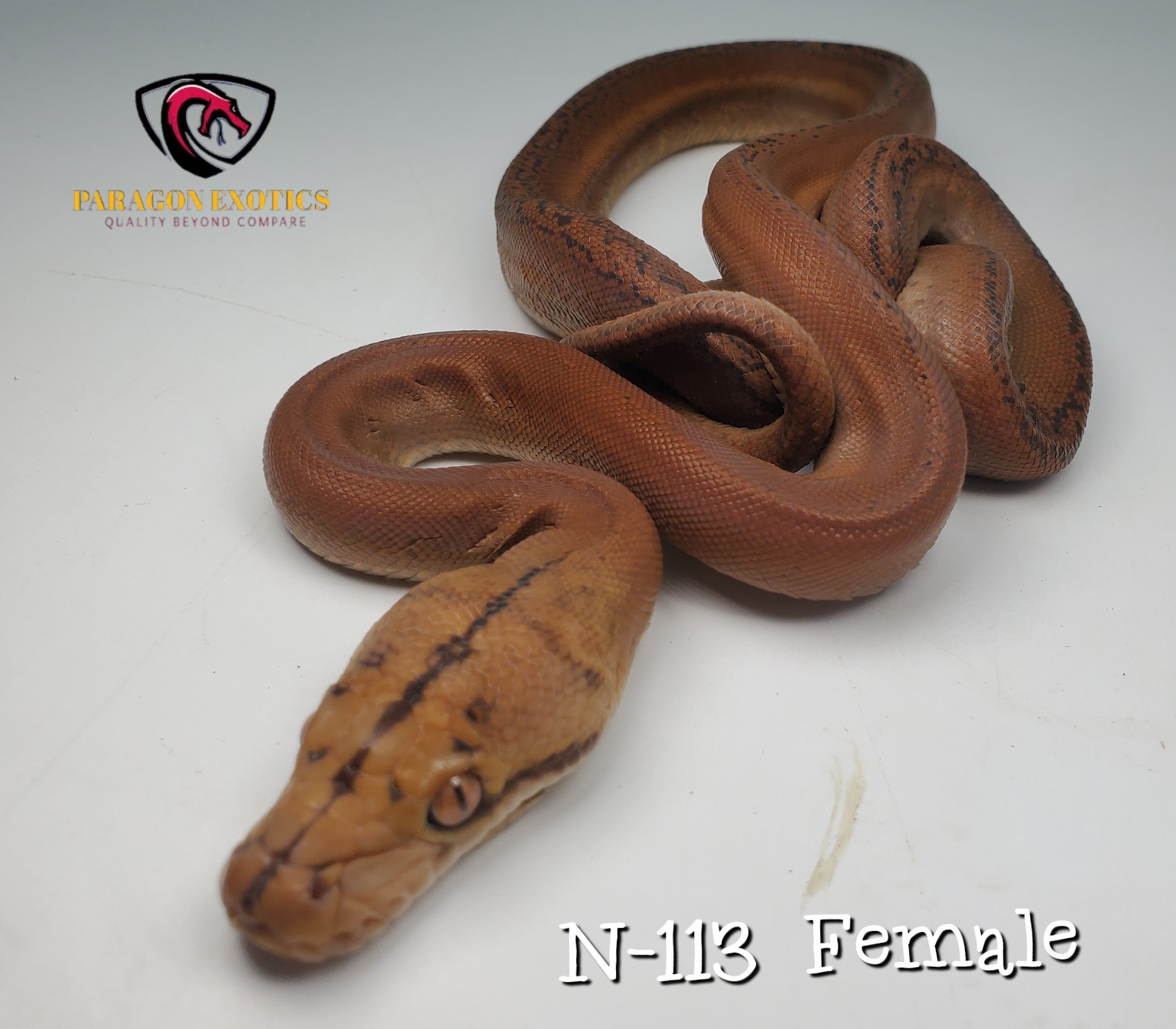 Mocha Motley Golden Child Reticulated Python by Paragon Exotics ...