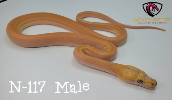 Lavender Plat. Motley GC ..beautiful Reticulated Python by Paragon Exotics
