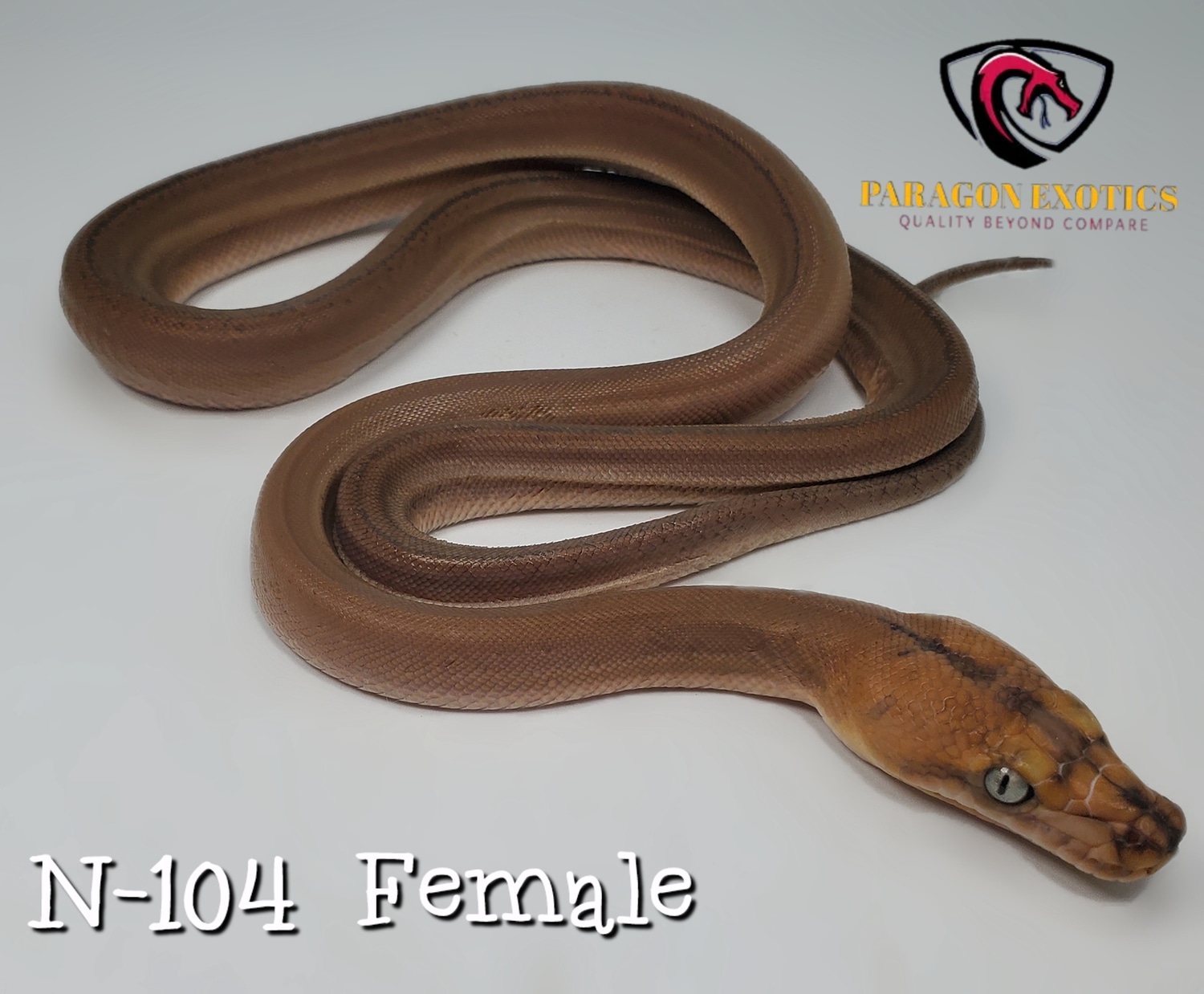 Mocha Motley Platty GC...WOW Reticulated Python by Paragon Exotics ...
