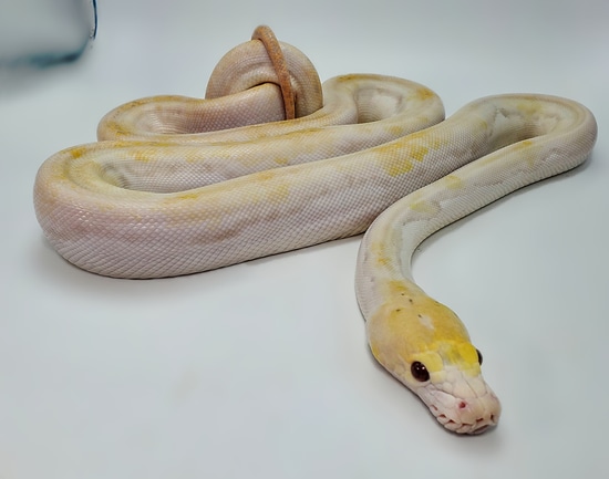 Lavender PIED Pos. Plat. GORGEOUS GIRL Reticulated Python by Paragon ...