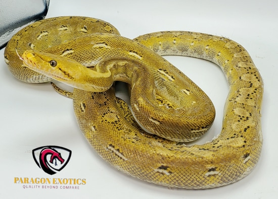 Phantom Platty Sun Pos. Het. Albino Reticulated Python by Paragon Exotics