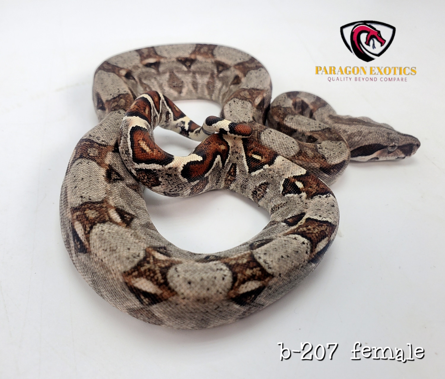 Gorgeous Red Tail Boa 100% Het Kahl Albino Boa Constrictor by Paragon ...