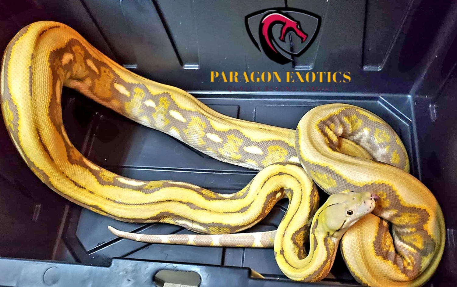 Orange Glow Tiger Gorgeous Adult Male Reticulated Python by Paragon ...