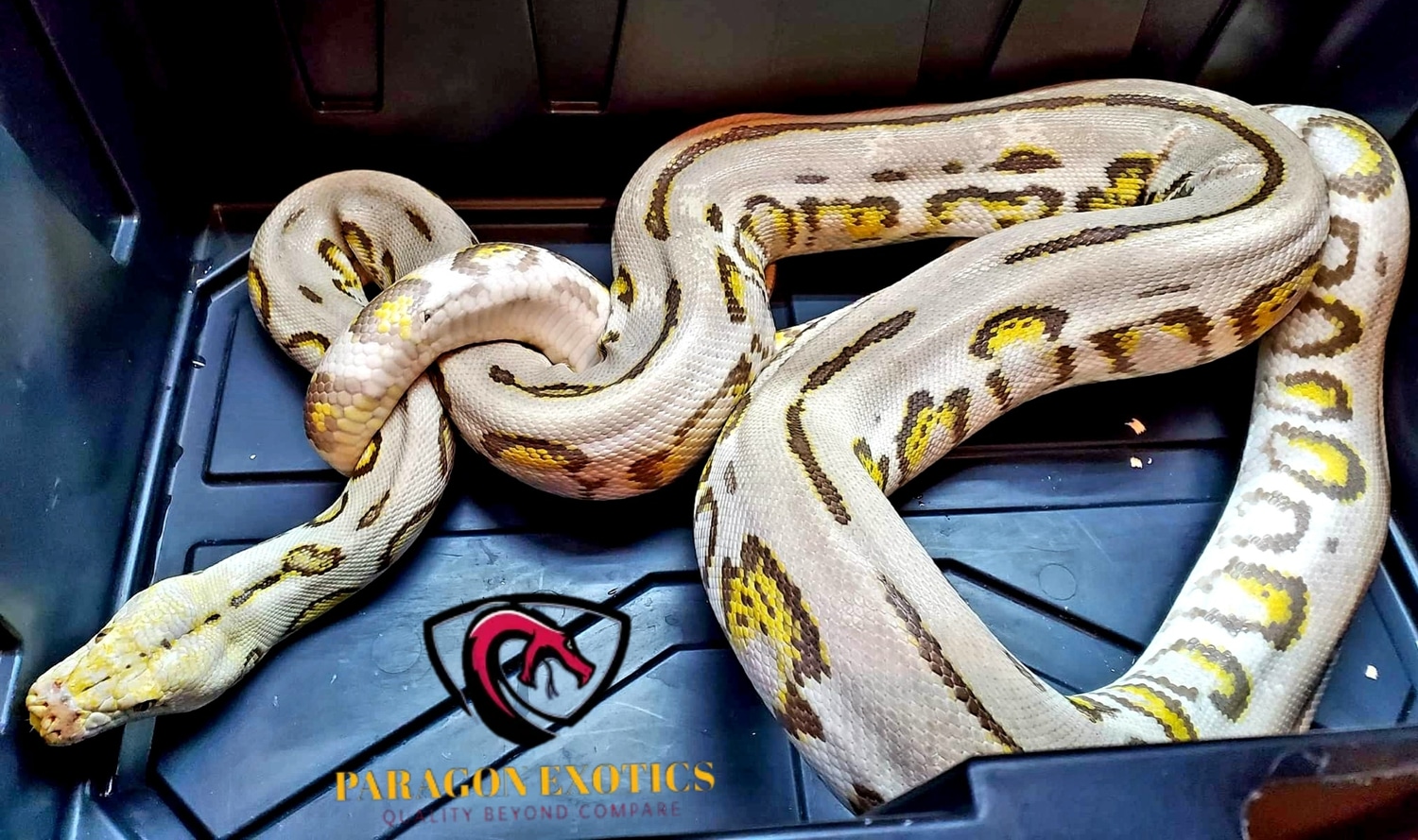 Mochino Jaguar Adult Breeder Male Reticulated Python by Paragon Exotics ...