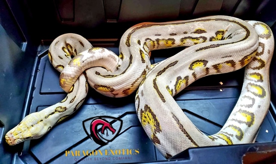 Mochino Jaguar Adult Breeder Male Reticulated Python by Paragon Exotics
