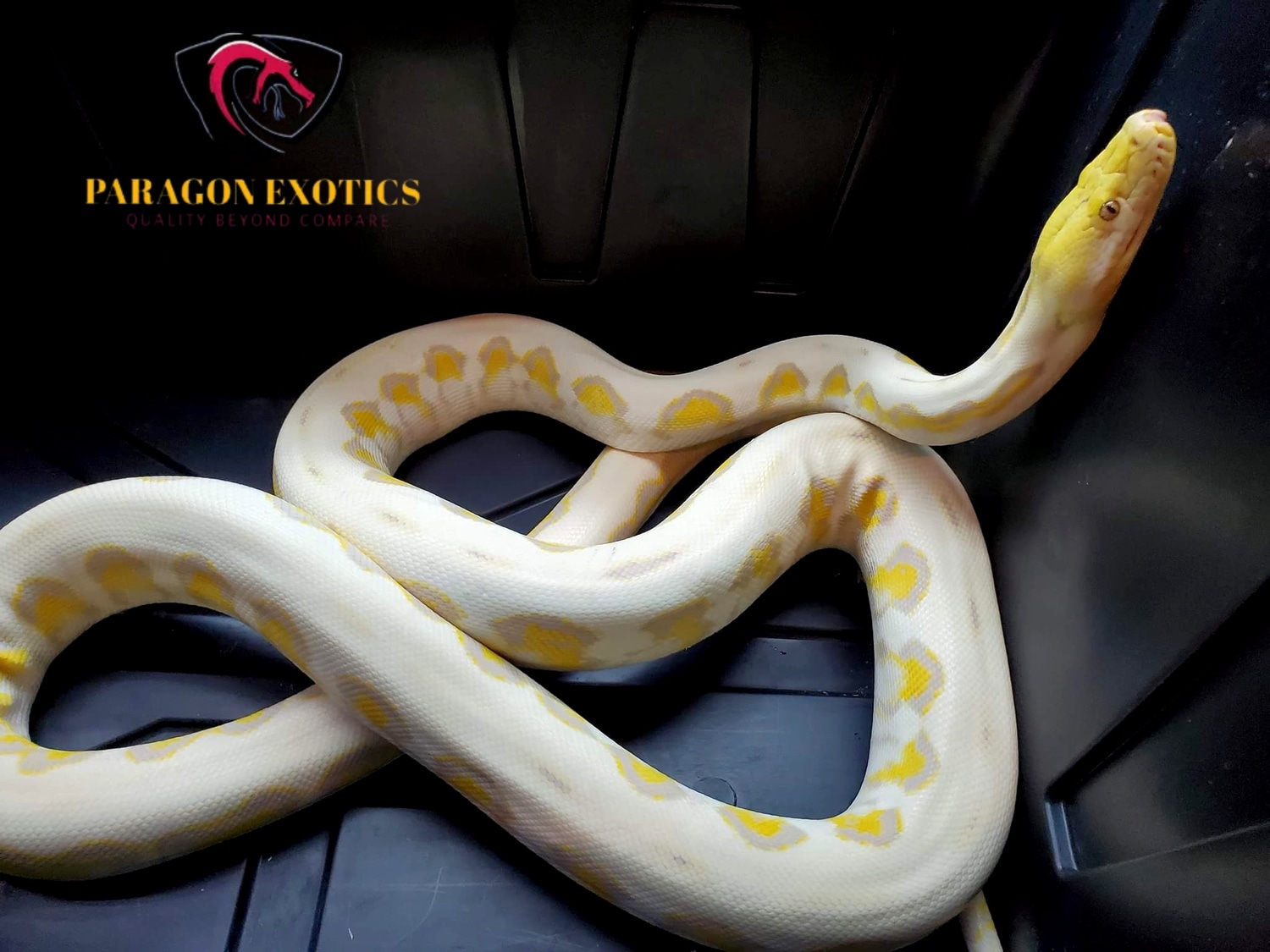 Purple Jaguar 66% Het Anery SD 33% SD Reticulated Python by Paragon ...