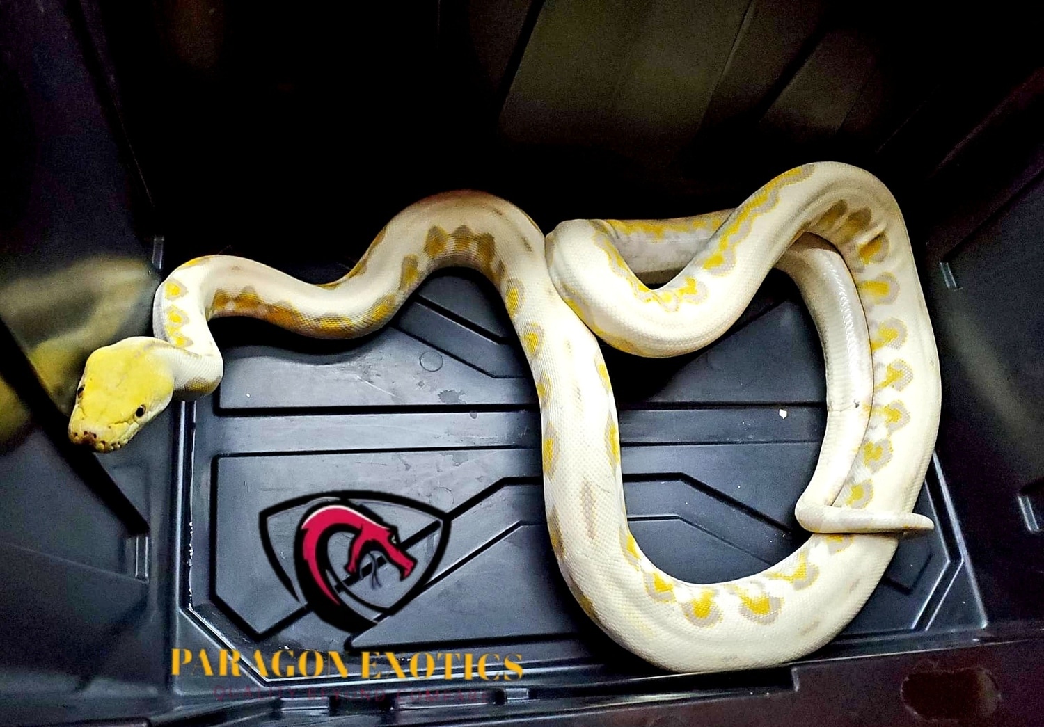 Purple Jaguar 66% Het Anery SD 33% SD Reticulated Python by Paragon ...