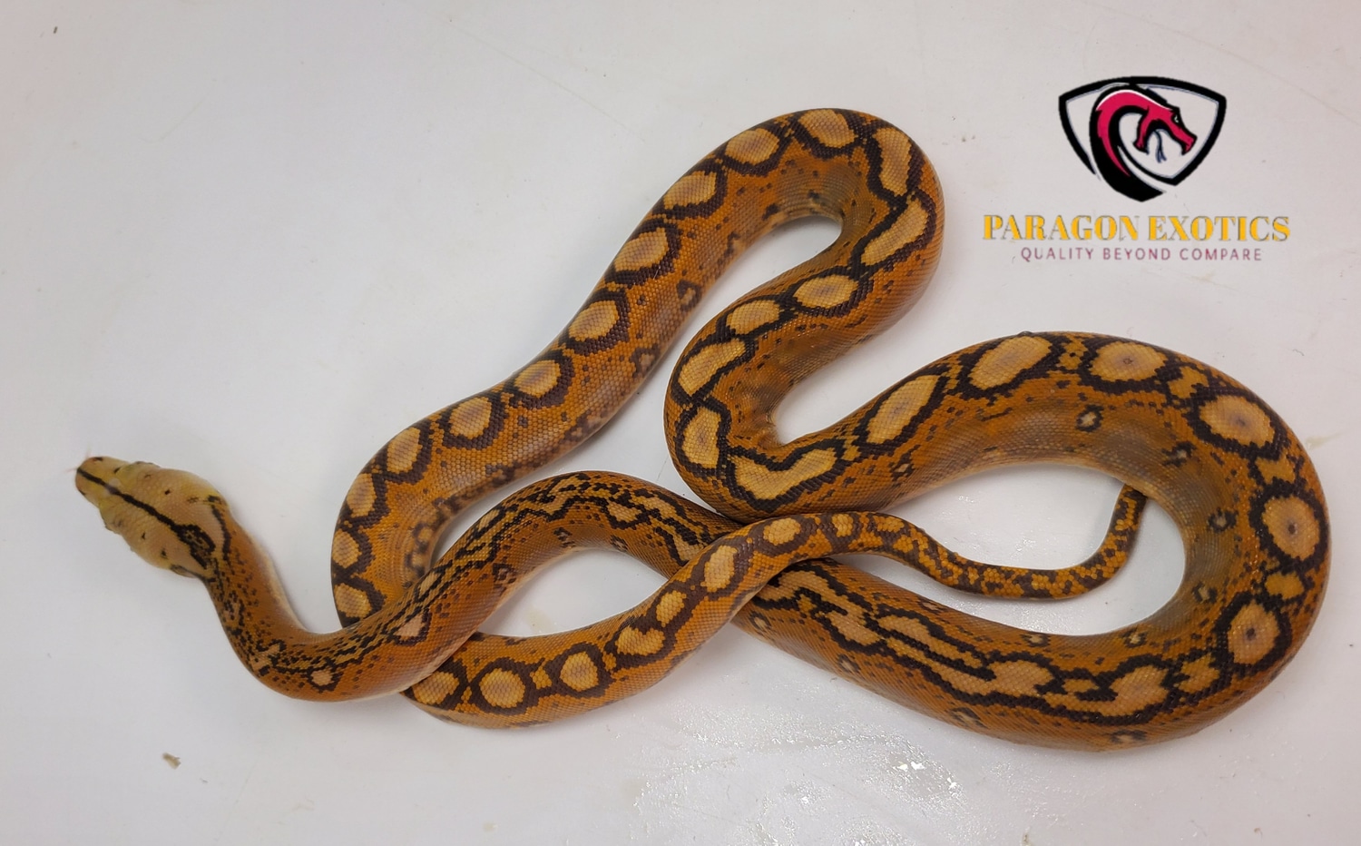 STUNNING Motley Mochino Reticulated Python by Paragon Exotics - MorphMarket