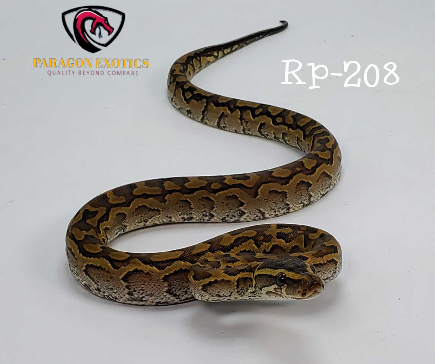 Rock Python ...rocks by Paragon Exotics - MorphMarket