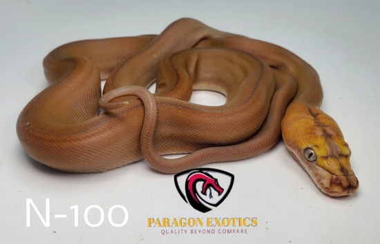 Mocha Motley Platty Gc ...Awesome Reticulated Python by Paragon Exotics