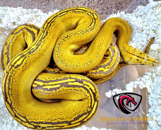 Orange Glow Goldenchild 2 Yr Old Reticulated Python by Paragon Exotics