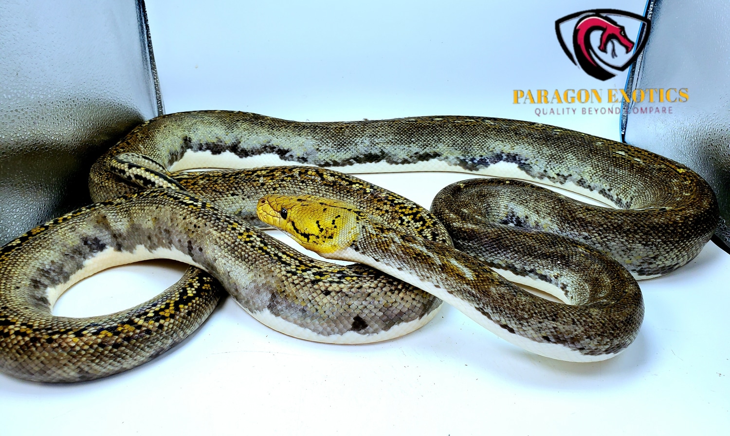Pied Tiger...Beautiful Reticulated Python by Paragon Exotics - MorphMarket