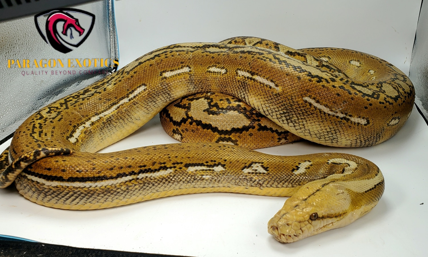 Orange Ghost Stripe Reticulated Python by Paragon Exotics - MorphMarket