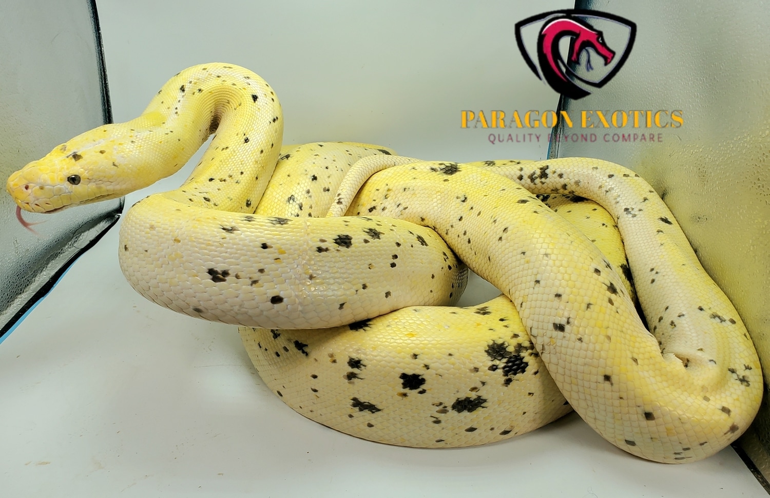 Sunfire COW Reticulated Python by Paragon Exotics - MorphMarket