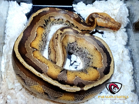 Short Tailed Borneo Borneo Short-Tailed Python by Paragon Exotics
