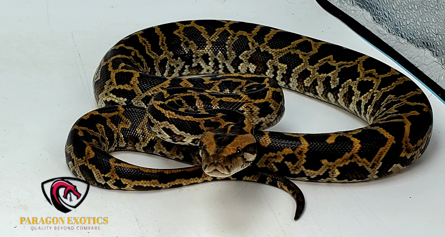 100% Het Granite Burmese Python by Paragon Exotics - MorphMarket