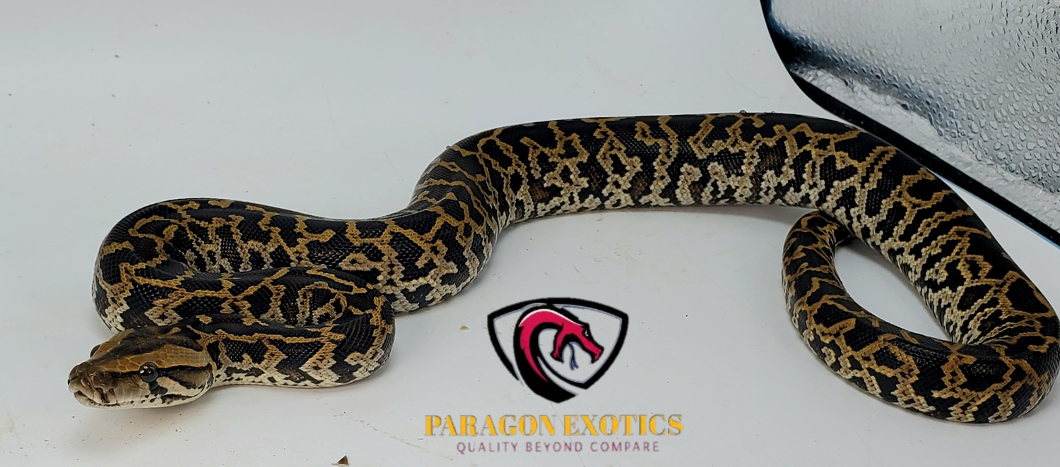 100% Het Granite Male Burmese Python by Paragon Exotics - MorphMarket
