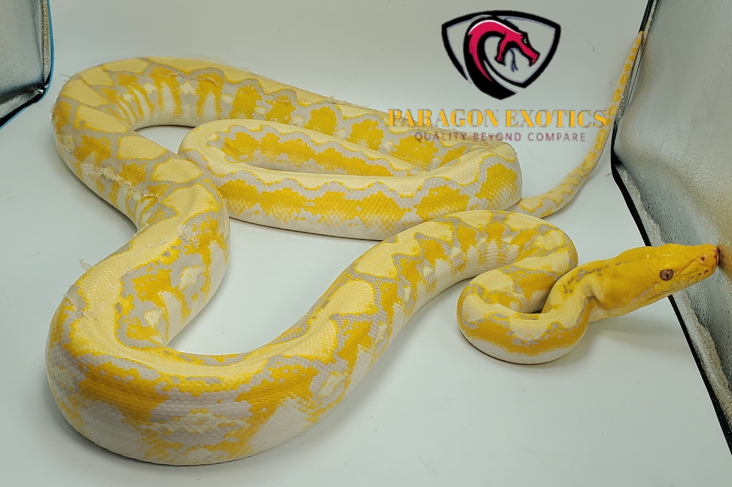 Lavender Reticulated Python by Paragon Exotics - MorphMarket