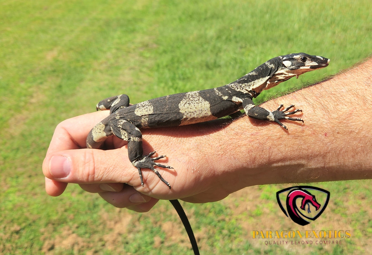 UsCBB Bells Phase Lace Monitor FREE SHIPPING Other Monitor by Paragon ...