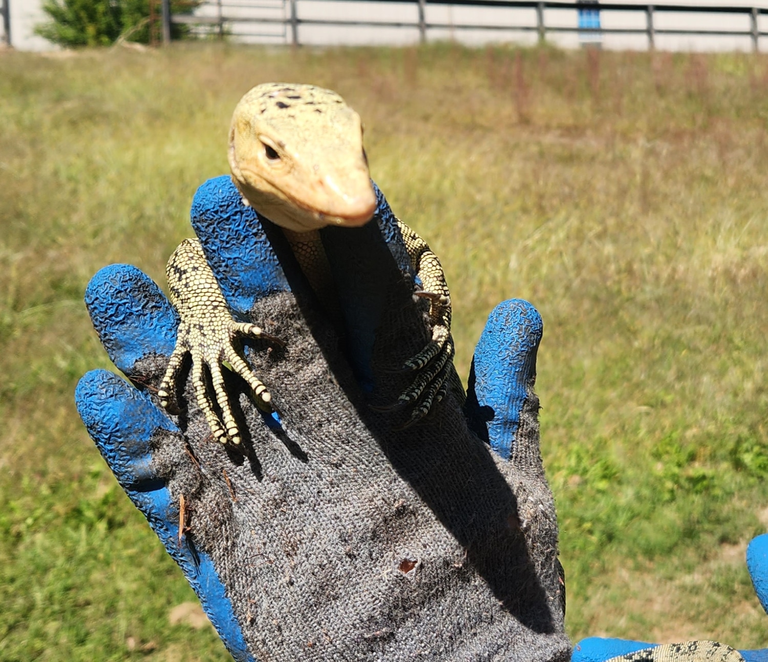 Yellow Quince Monitor Other Monitor by Paragon Exotics - MorphMarket