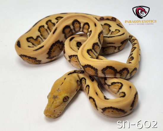 Mochino Jaguar Beautiful Reticulated Python by Paragon Exotics