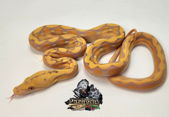 Purple Sunfire..gorgeous Girl Reticulated Python by Paragon Exotics