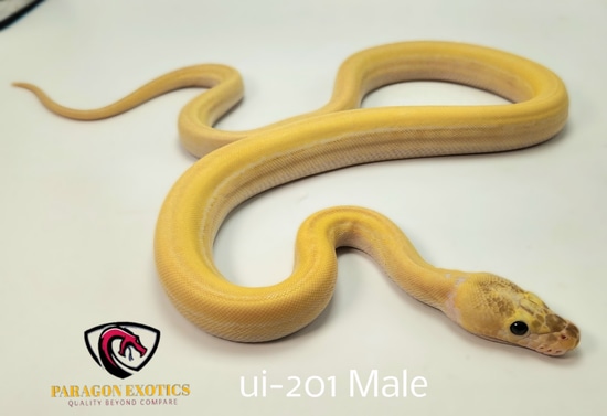 Ultra Ivory Stunning Reticulated Python by Paragon Exotics