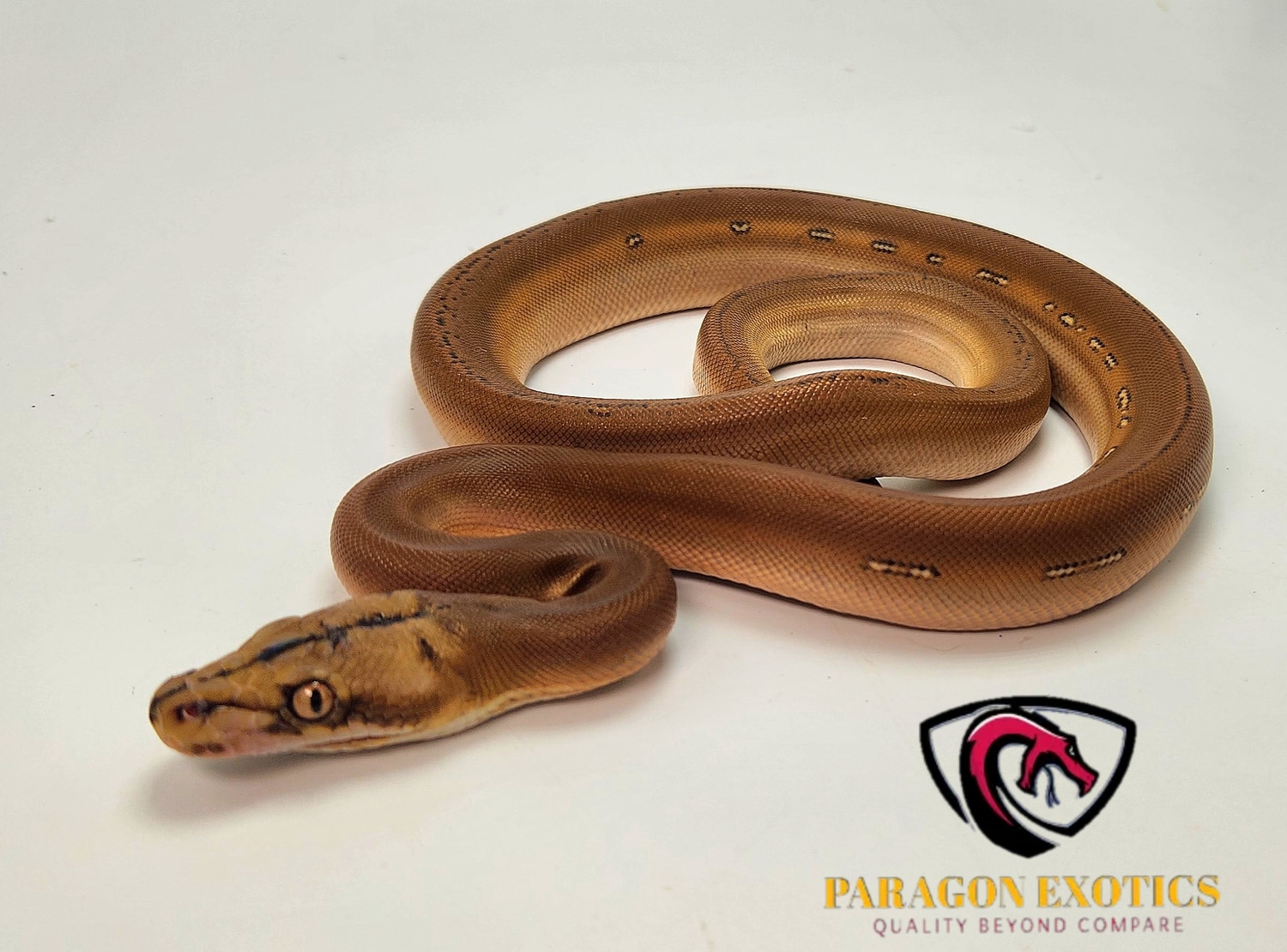 OGS Goldenchild Pos Het GS Reticulated Python by Paragon Exotics ...